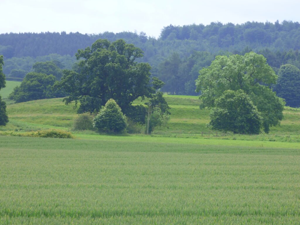 Earthwork 300m East of the Entrance to Swinton Castle - Brigantes Nation